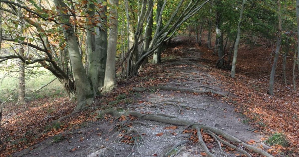 Ipsden and Nuffield circular walk - Ramblers